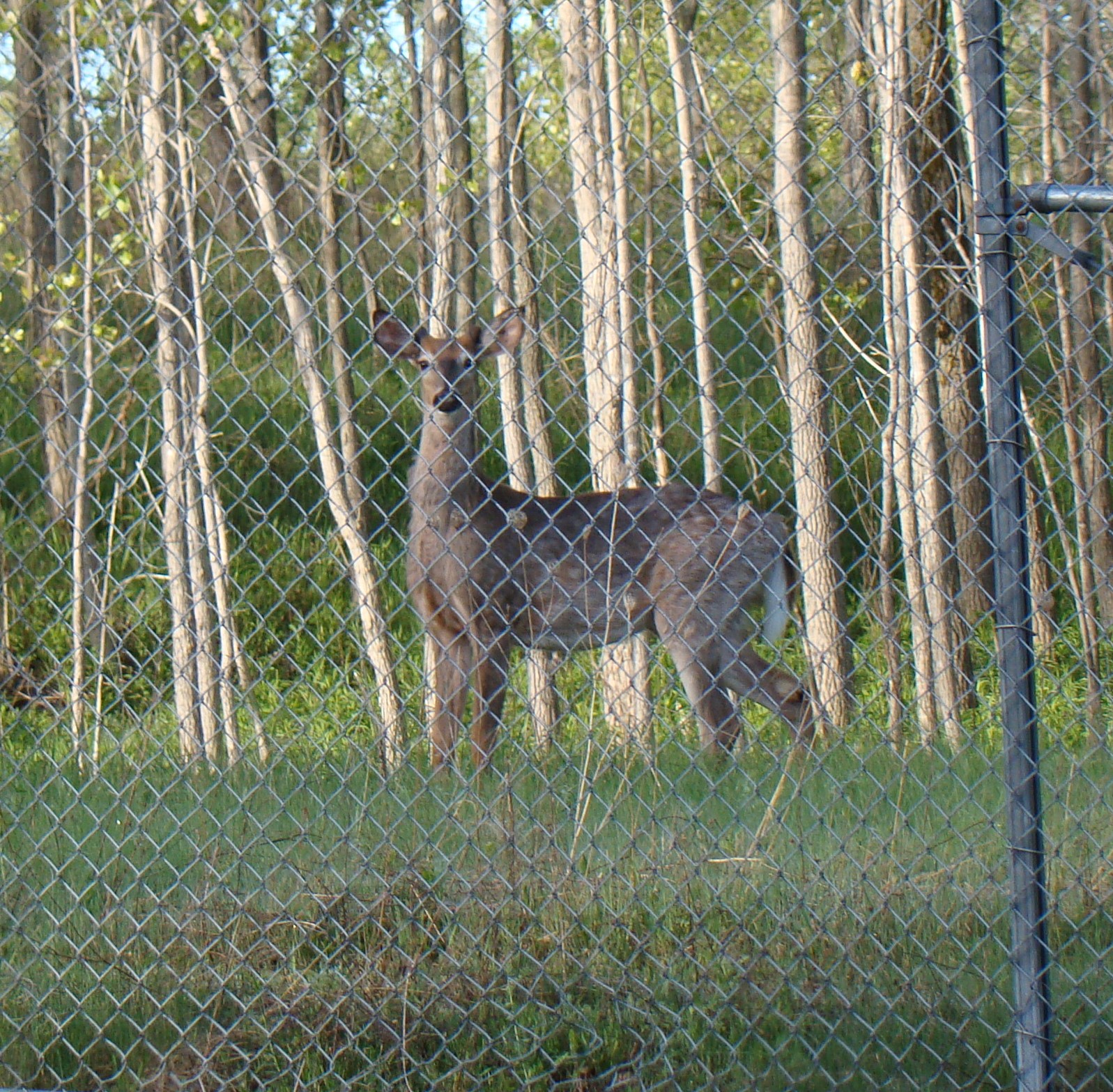 Hunting In Cantonment Area - Fort Drum - iSportsman