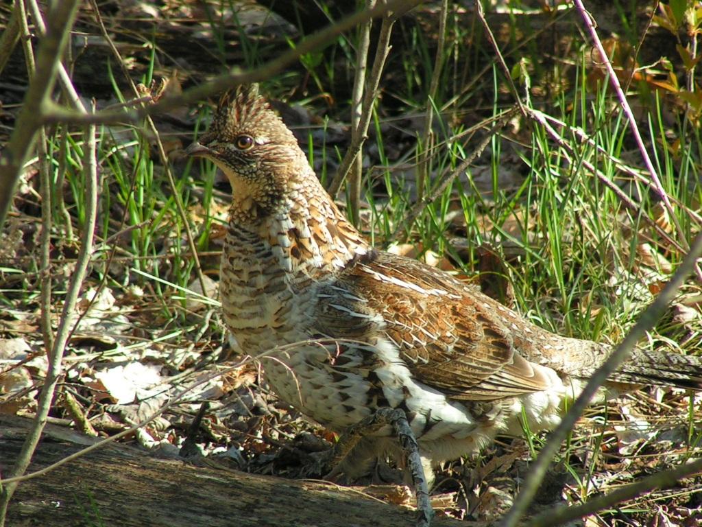 Natural Resources Management - Fort Drum - iSportsman